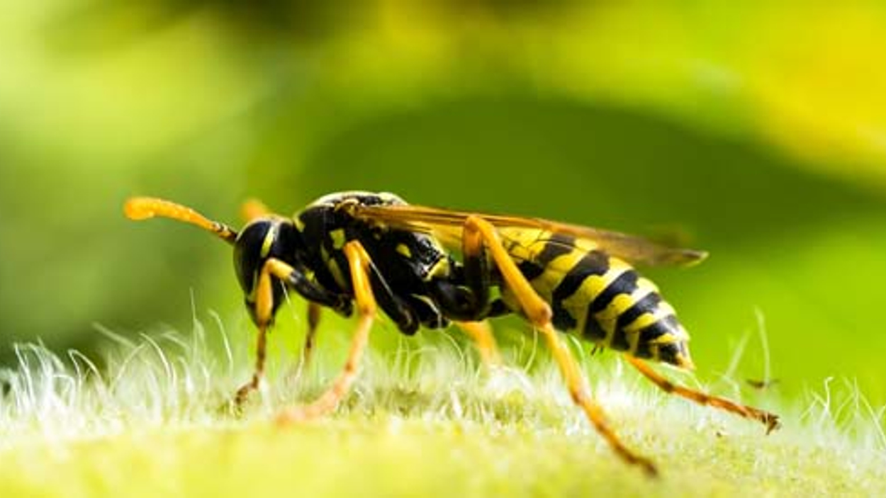 'Wesp wordt bedreigde diersoort' - Kassa - BNNVARA