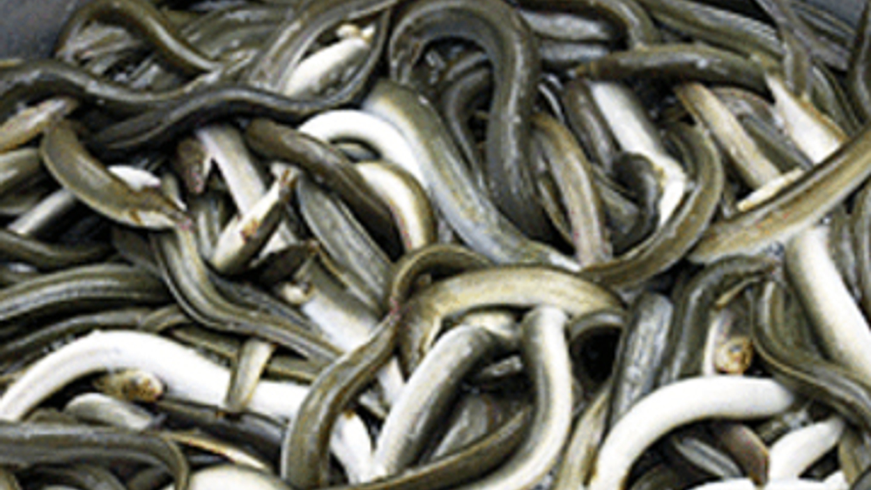 Paling uit grote rivieren vol dioxine - Kassa - BNNVARA