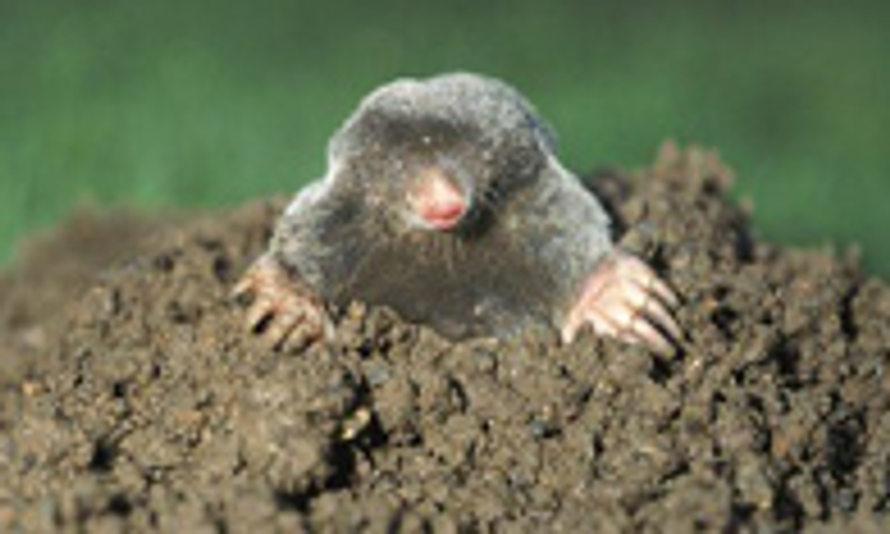 Mollen in de tuin? - Kassa - BNNVARA