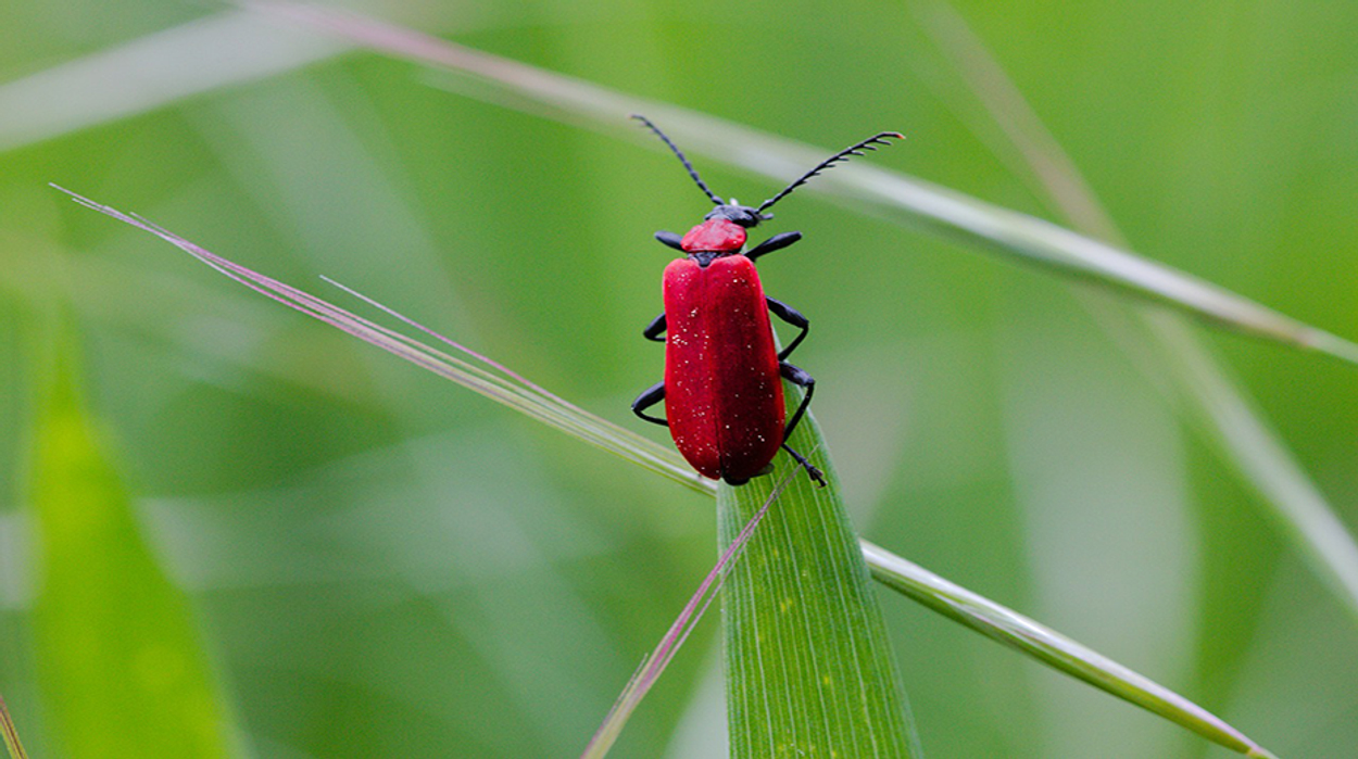 Enorme afname insecten in Nederland - Kassa - BNNVARA